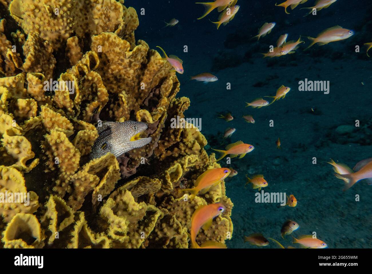 Coral reef and water plants in the Red Sea, Eilat Israel Stock Photo ...