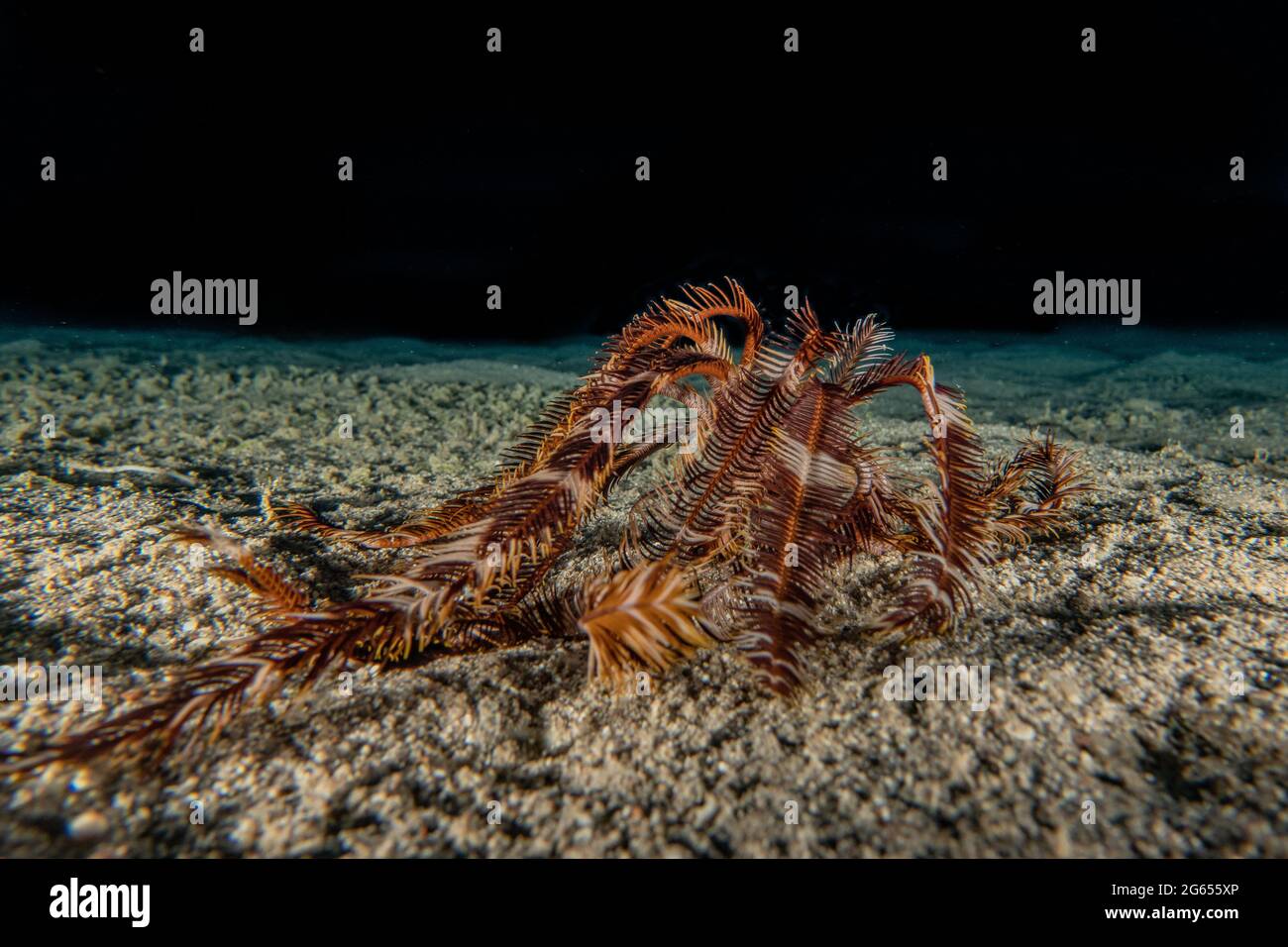 Coral reef and water plants in the Red Sea, Eilat Israel Stock Photo ...