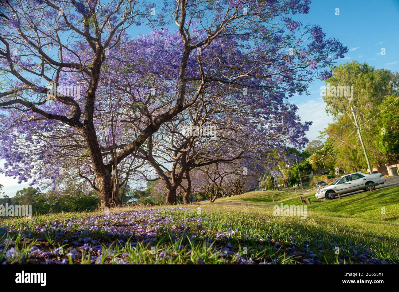 Jacaranda mimosifolia australia hi-res stock photography and images - Alamy