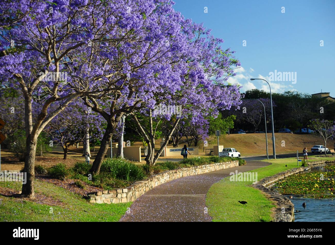 Jacaranda mimosifolia leaf hi-res stock photography and images - Alamy