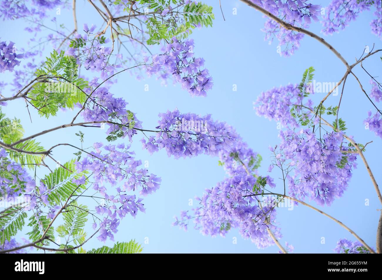 Jacaranda mimosifolia australia hi-res stock photography and images - Alamy