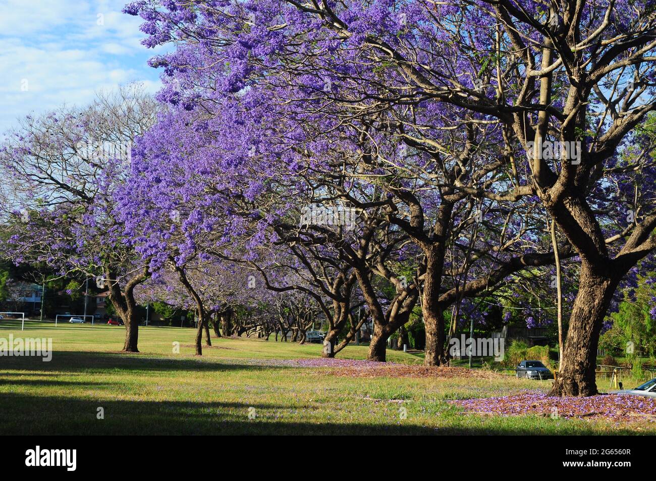 Jacaranda mimosifolia australia hi-res stock photography and images - Alamy