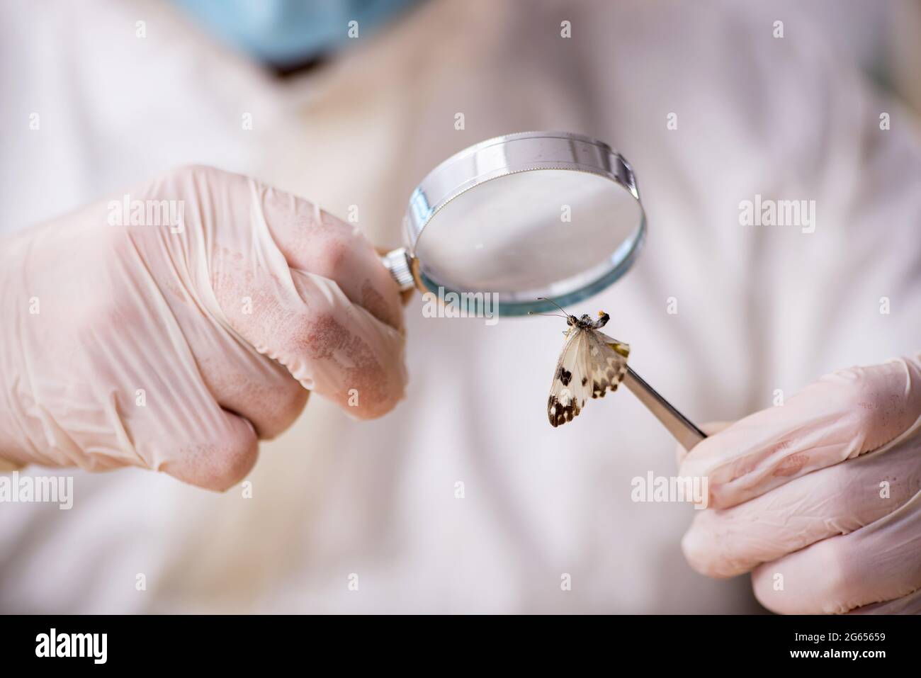 Young chemist zoologist working at the lab during pandemic Stock Photo ...