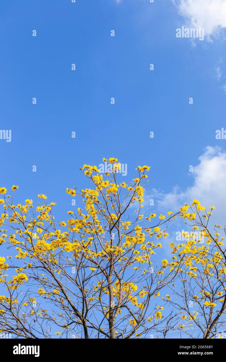 Blossomed araguaney under blue sky - Handroanthus chrysanthus Stock ...