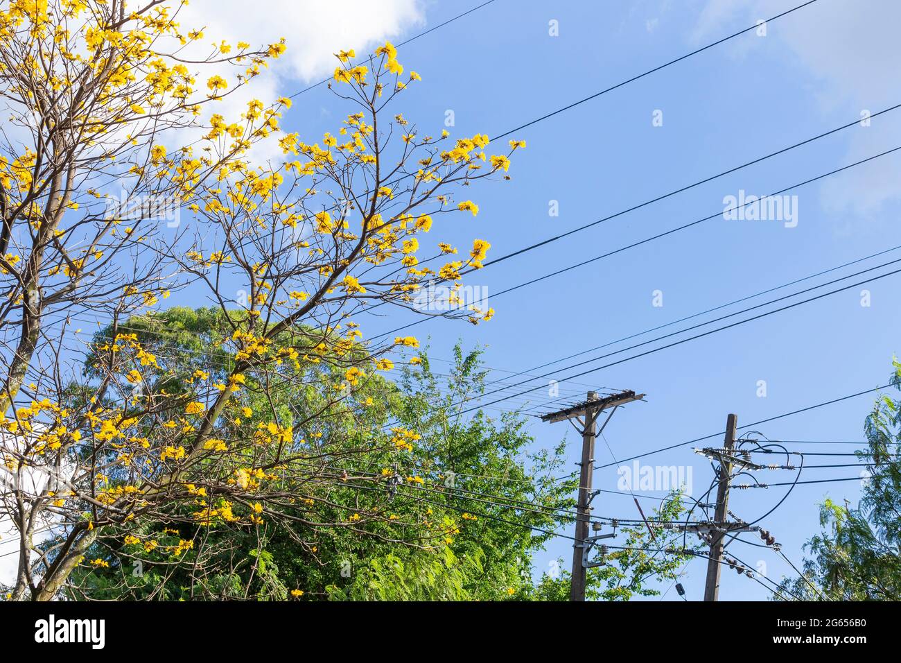 Blossomed araguaney under blue sky - Handroanthus chrysanthus Stock ...