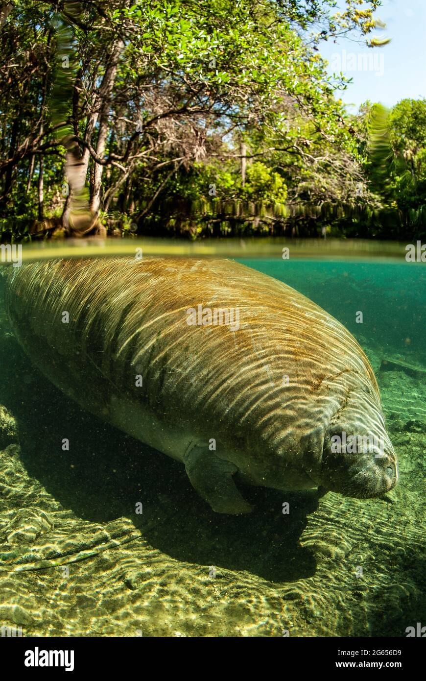 West Indian manatee, over and under photo, Homossasa Springs, Florida ...