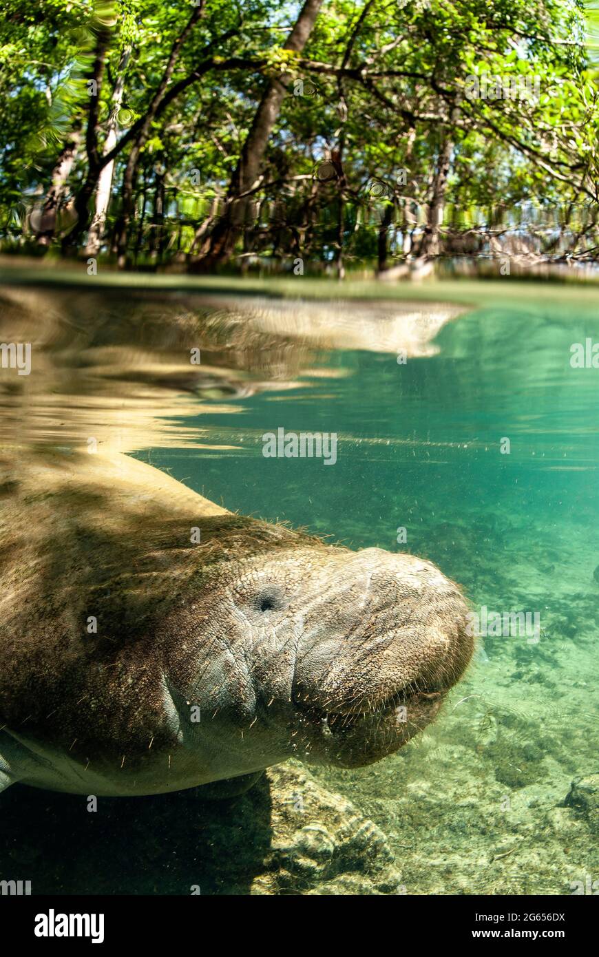 West Indian manatee, over and under photo, Homossasa Springs, Florida ...