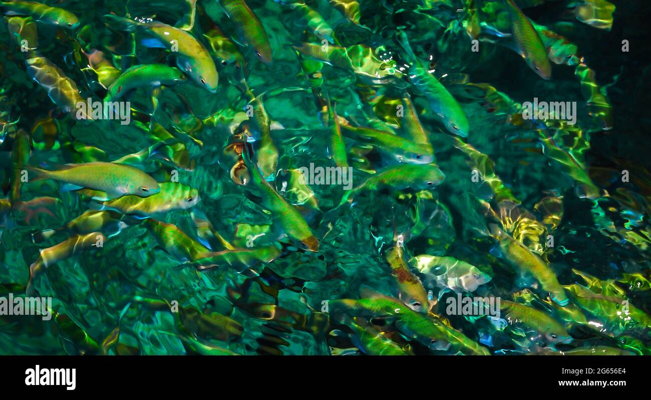 Green Fishes of Boracay Stock Photo - Alamy