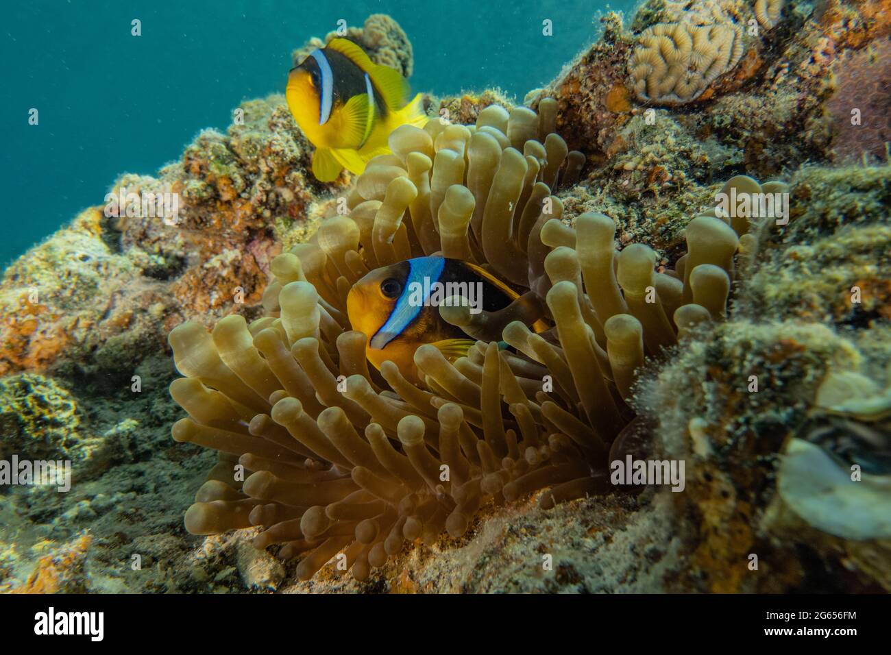 Coral reef and water plants in the Red Sea, Eilat Israel Stock Photo ...