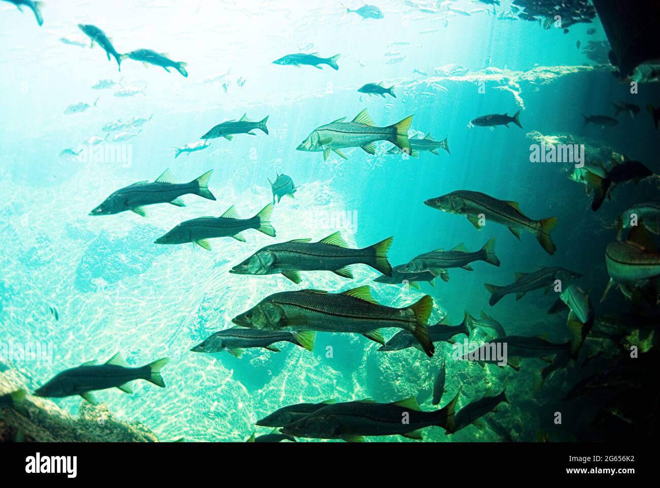 Snook florida hi-res stock photography and images - Alamy