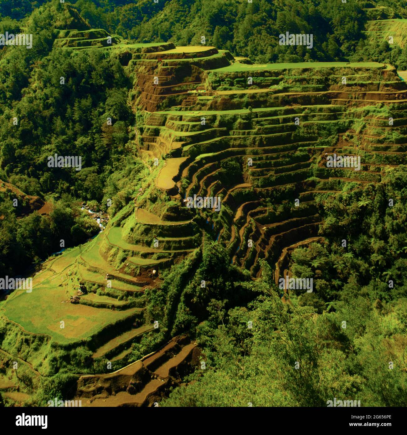 Greenview field of the magnificent Rice Terraces Stock Photo - Alamy