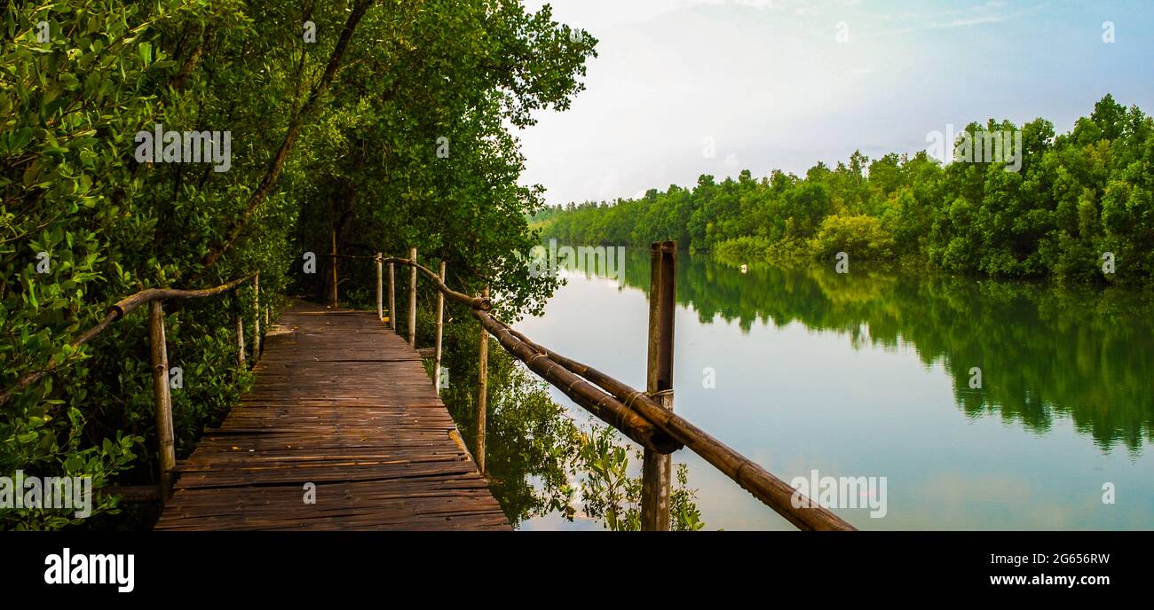 Mangrove forest in a lake located in Aklan Stock Photo - Alamy