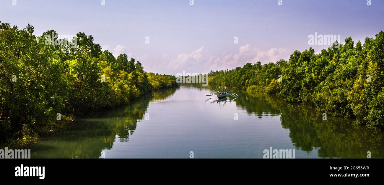 Mangrove forest in a lake located in Aklan Stock Photo - Alamy