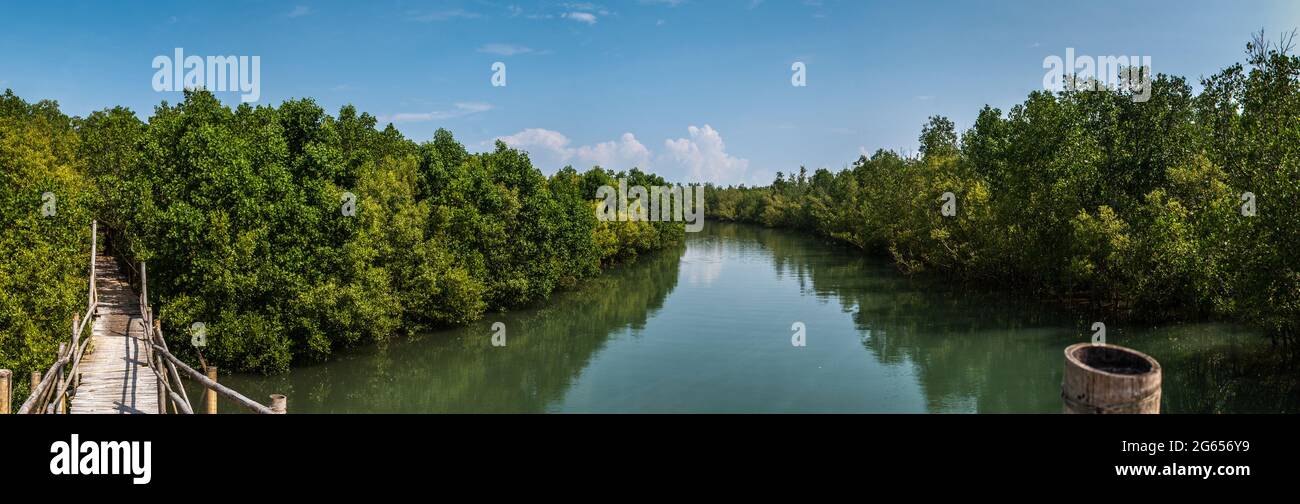 Mangrove forest in a lake located in Aklan Stock Photo - Alamy