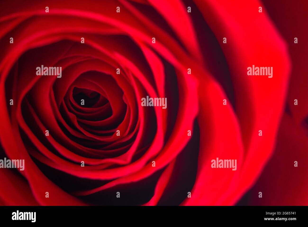 Bloom off the rose hi-res stock photography and images - Alamy