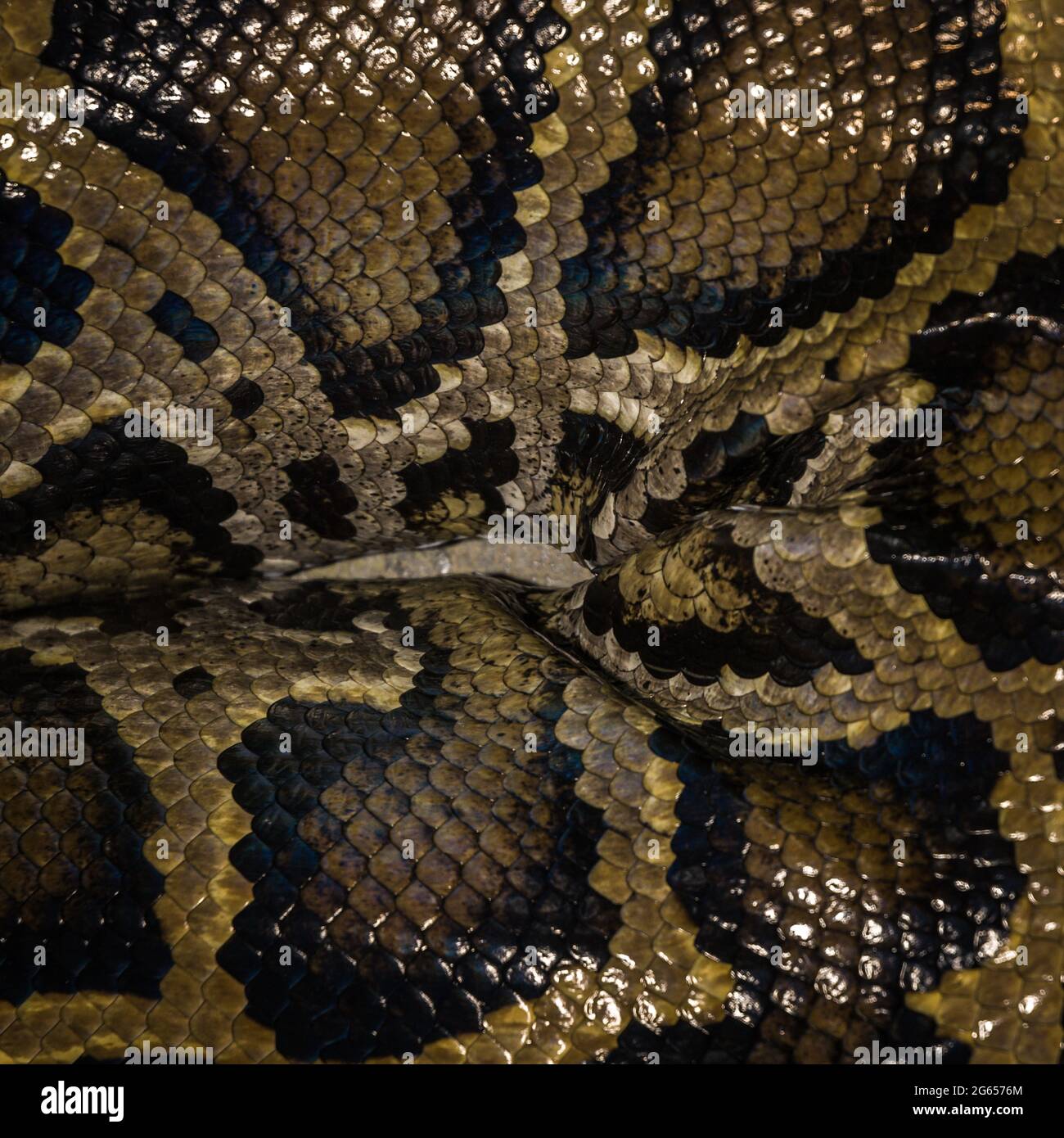 Close up shot of a reticulating python in the Philippines Stock Photo ...