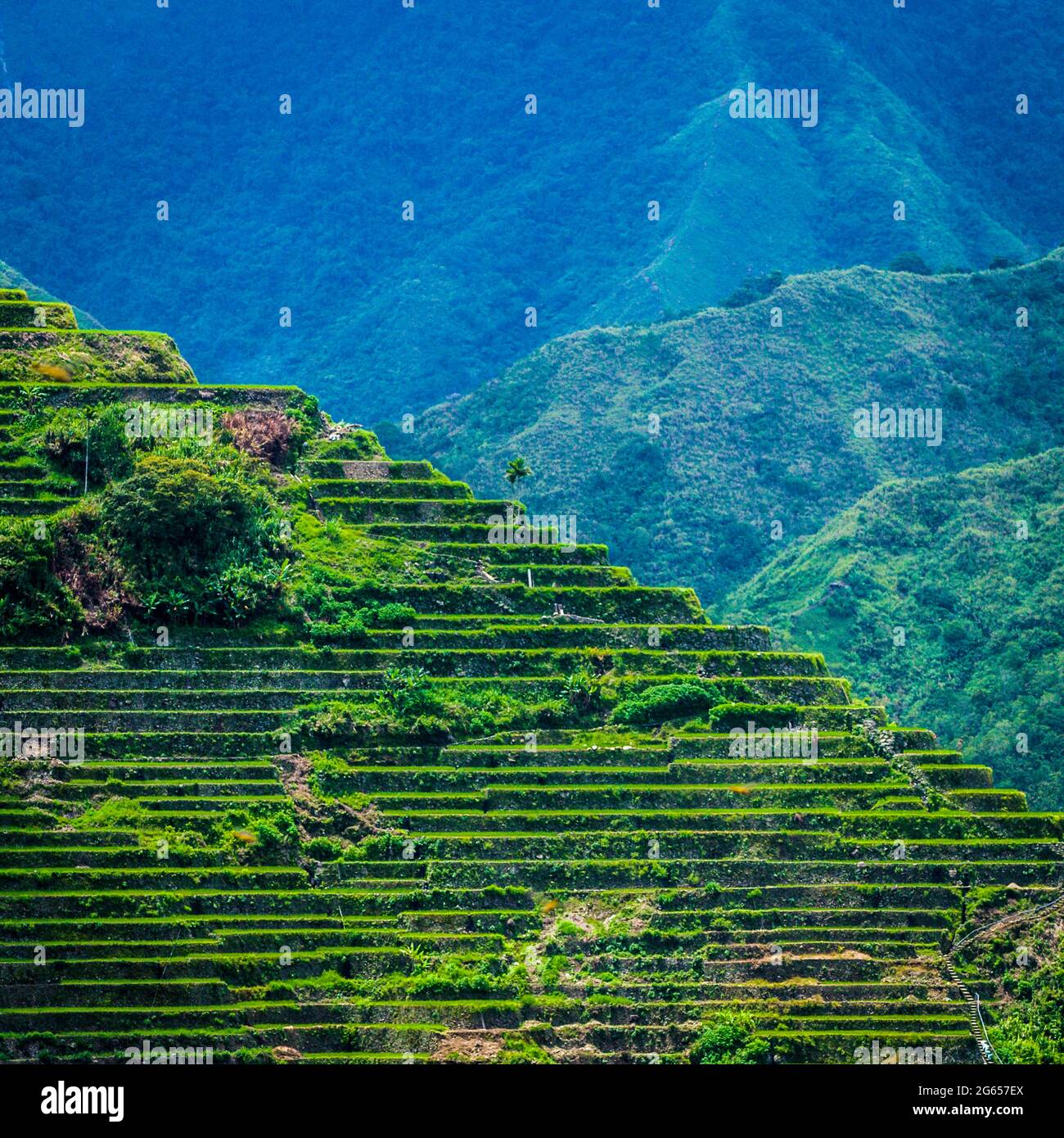 Greenview field of the magnificent Rice Terraces Stock Photo - Alamy