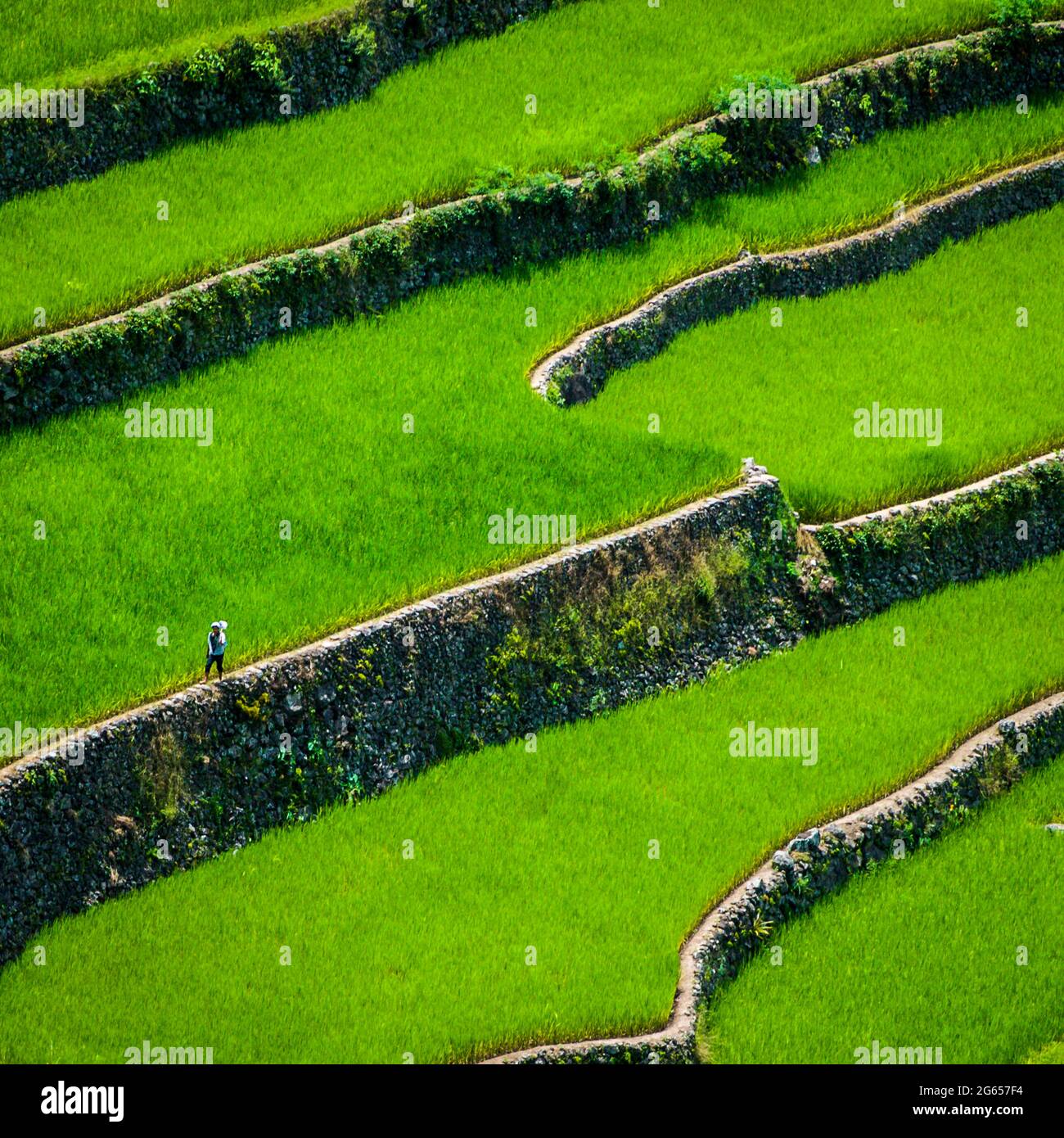 Greenview field of the magnificent Rice Terraces Stock Photo - Alamy