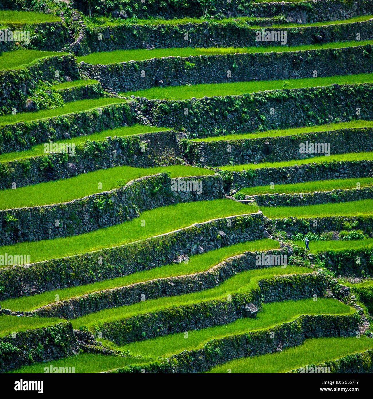 Greenview field of the magnificent Rice Terraces Stock Photo - Alamy