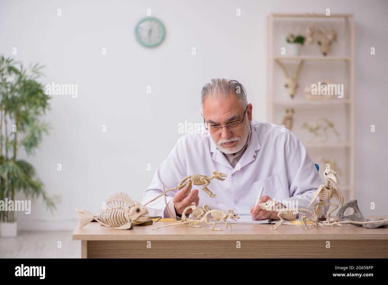 Experienced male paleontologist examining ancient animals at lab Stock ...