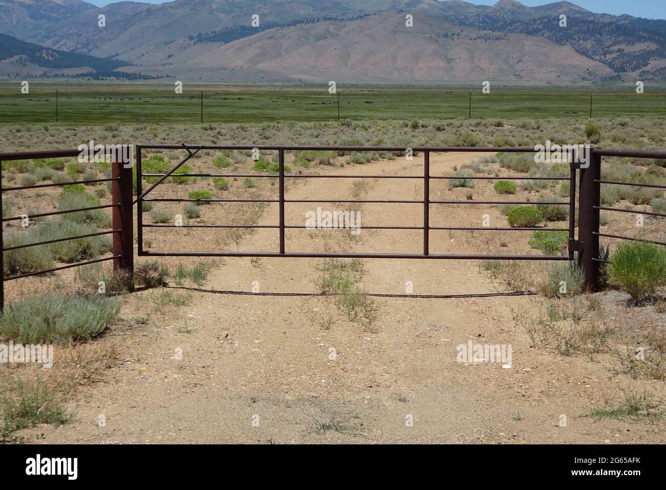 Pair of bulls hi-res stock photography and images - Alamy