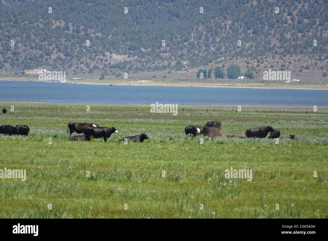 Pair of bulls hi-res stock photography and images - Alamy