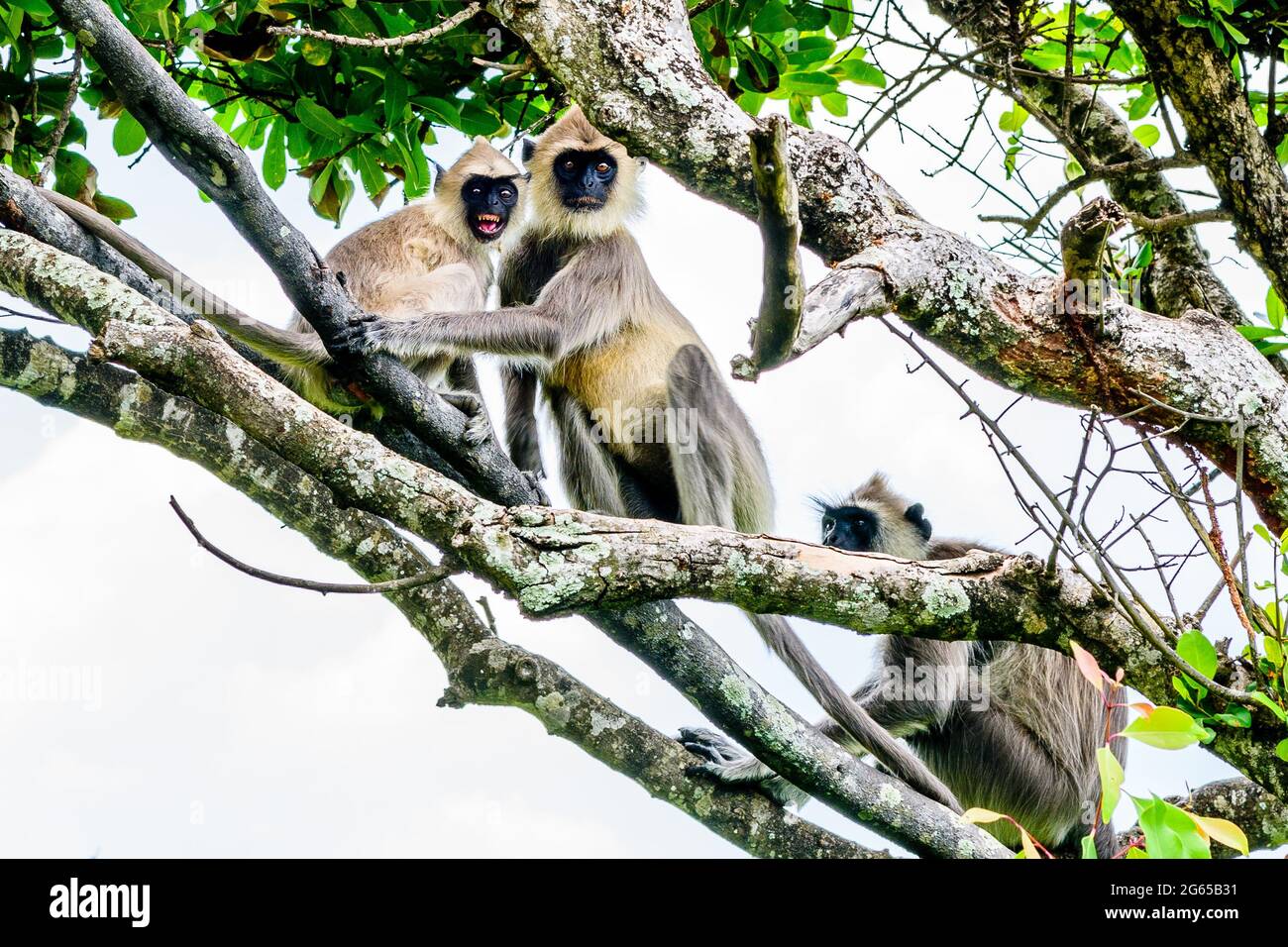 Aggressive Hanuman Monkeys in Sri Lanka Wild Stock Photo - Alamy