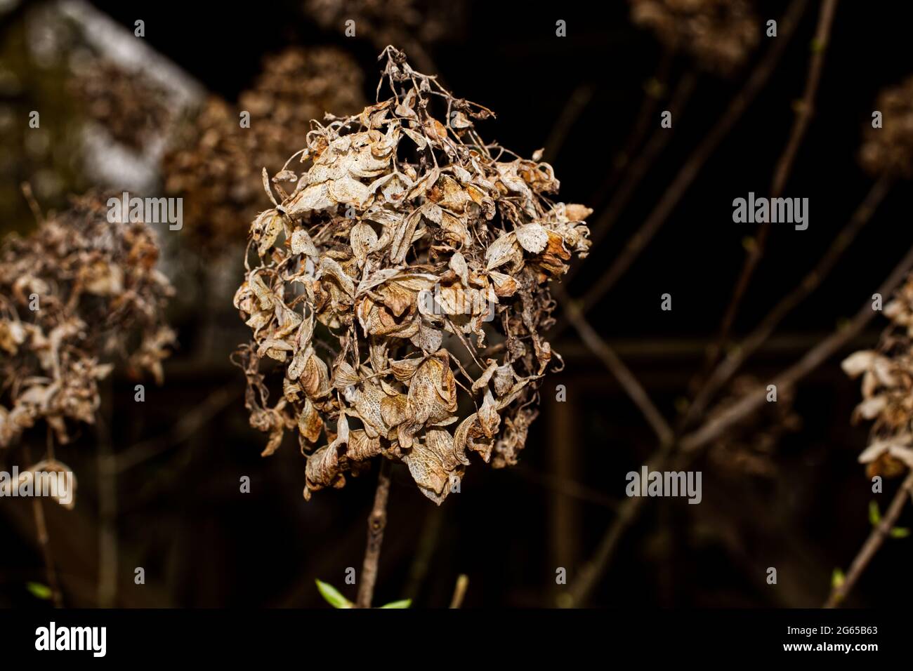 A rotted brown dead flower plant in the Fall in rural Georgia ...