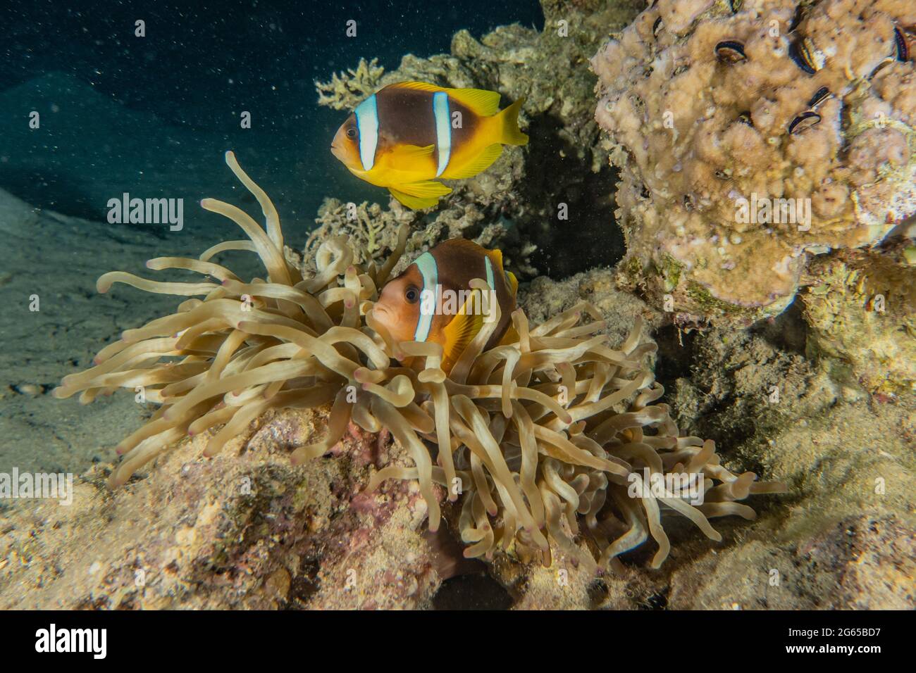 Coral reef and water plants in the Red Sea, Eilat Israel Stock Photo ...