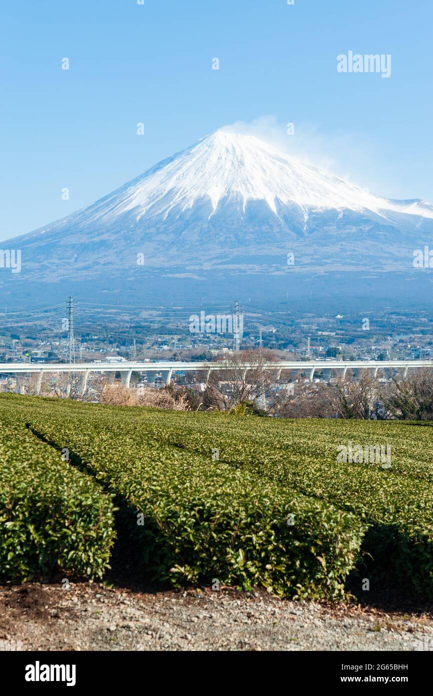 Mount Fuji with snow and green tea plantation in Yamamoto, Fujinomiya ...