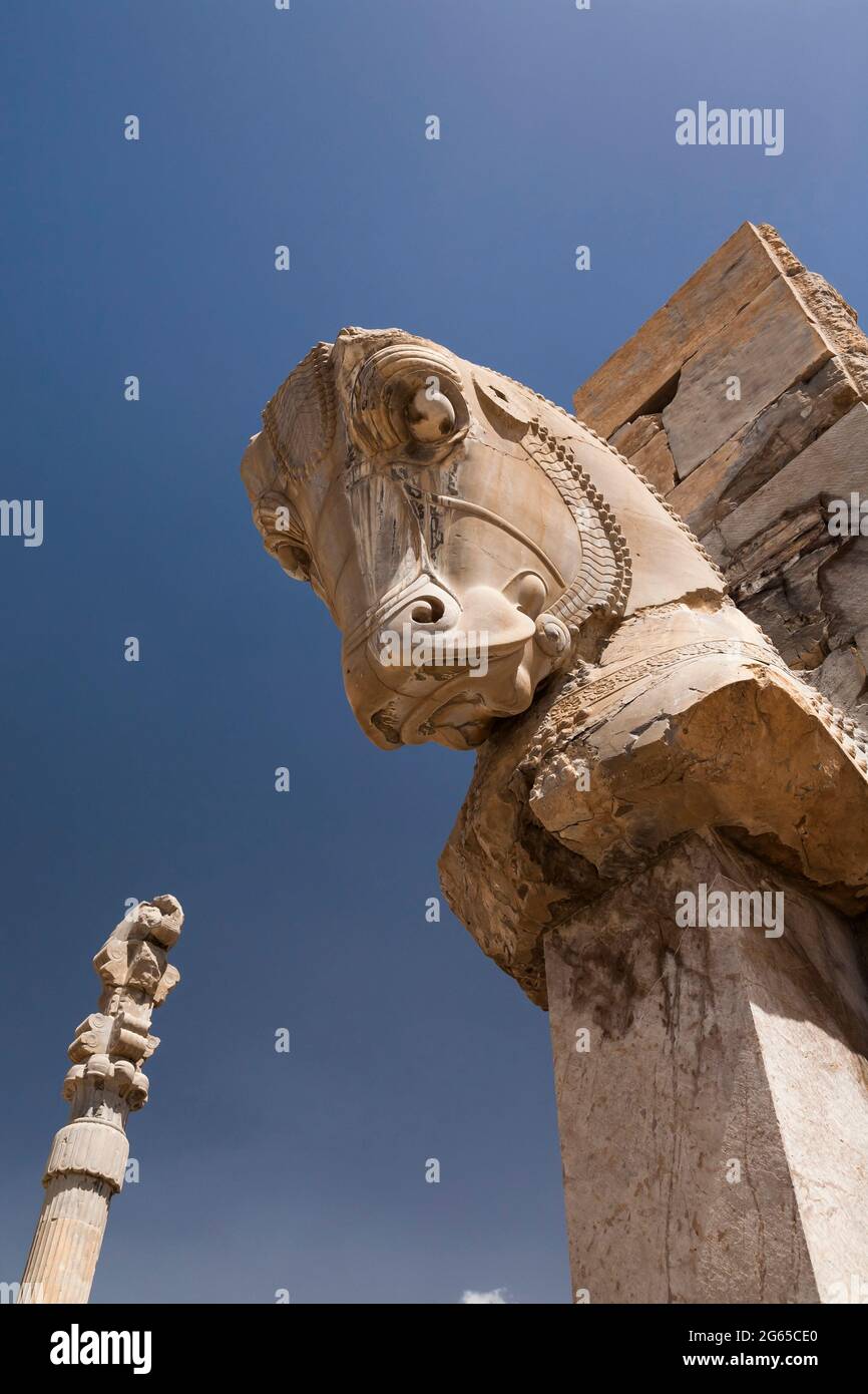 Persepolis, stone carving bull head as capital, hall of hundred columns ...