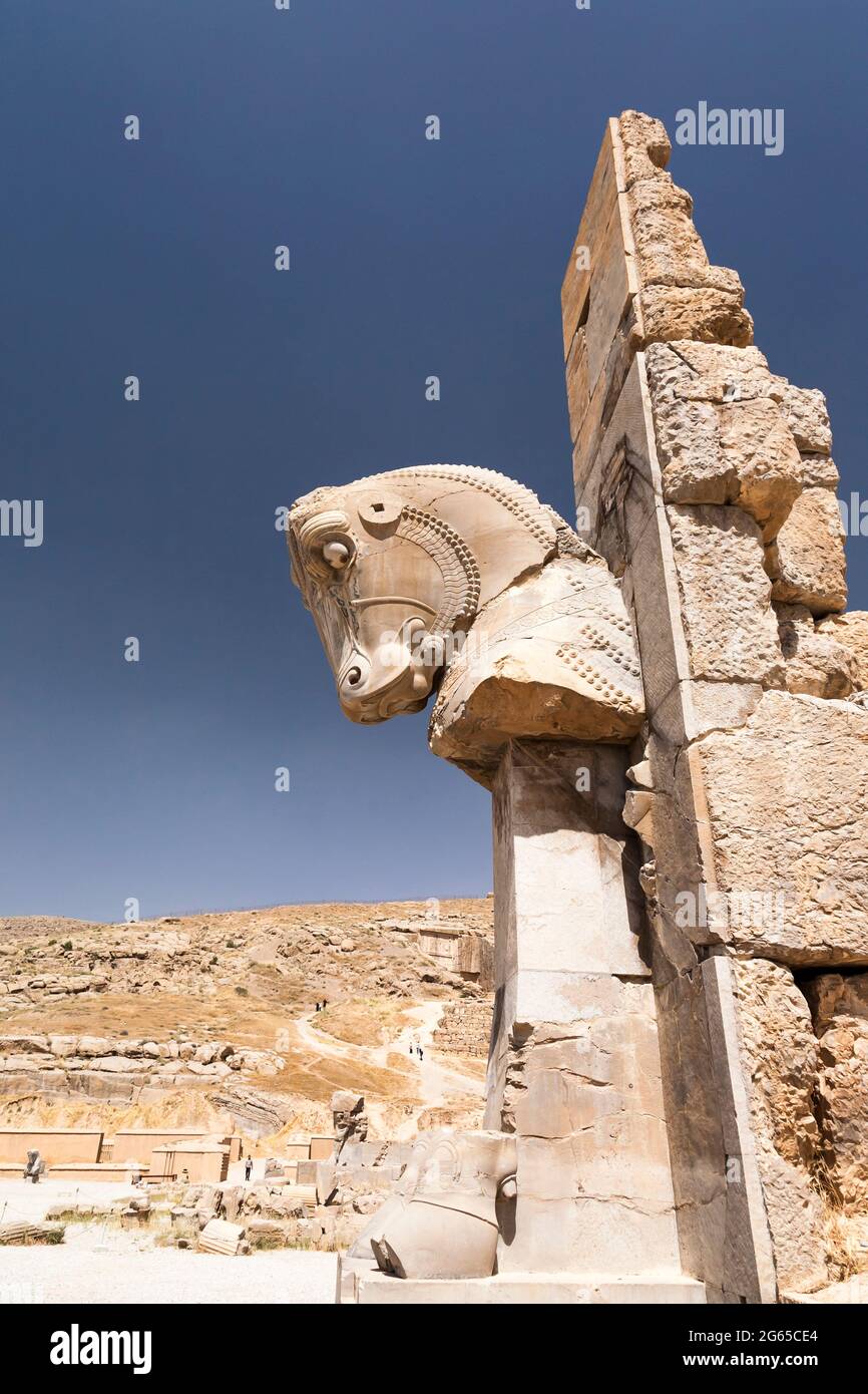 Persepolis, stone carving bull head as capital, hall of hundred columns ...