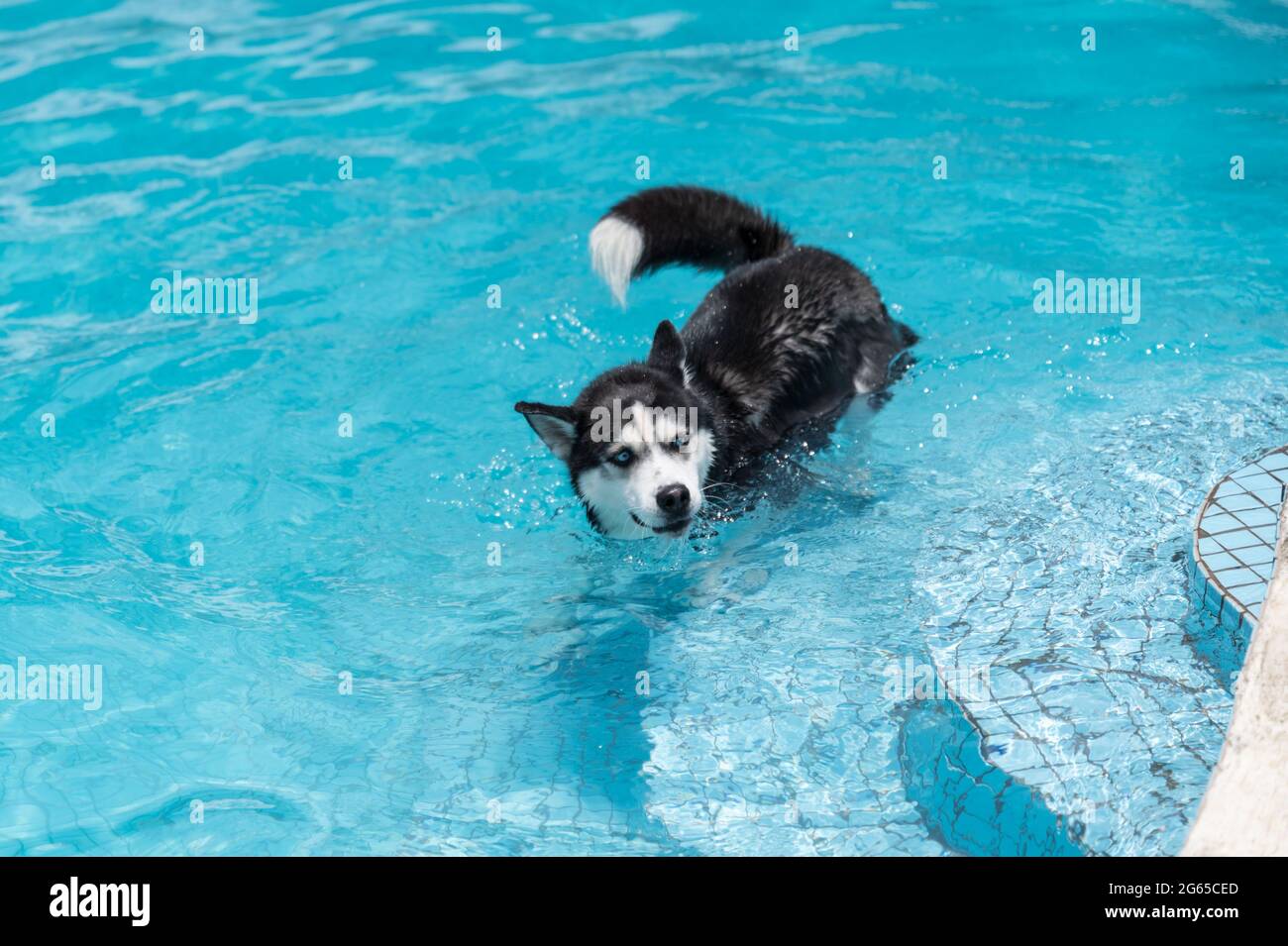 Are Siberian Huskies Good Swimmers