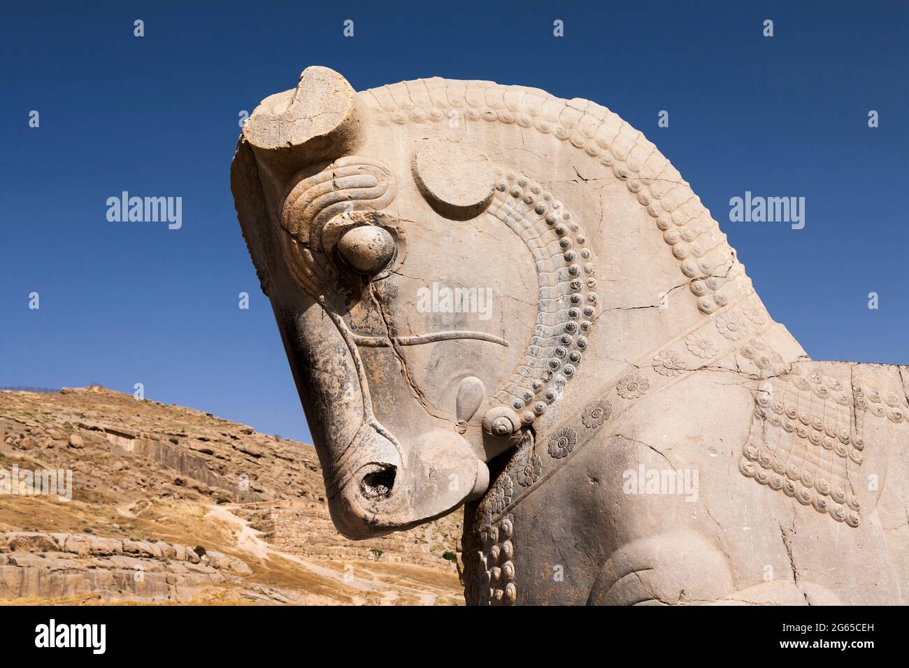 Persepolis, stone carving bull head as capital, hall of hundred columns ...