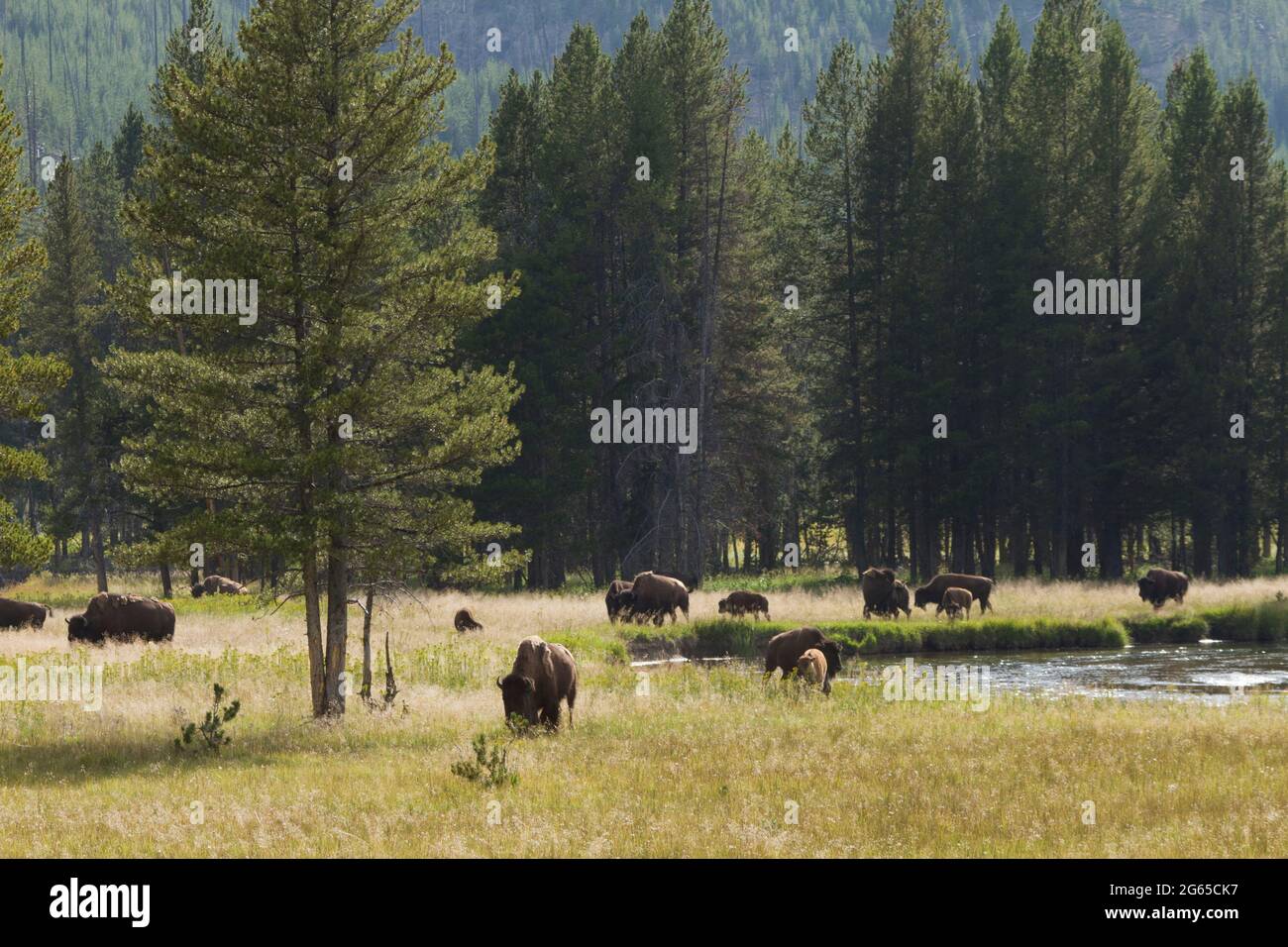 Bison bison herd walking hi-res stock photography and images - Alamy