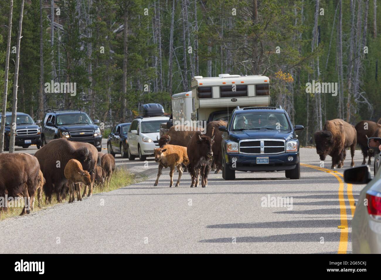 Bison bison herd walking hi-res stock photography and images - Alamy