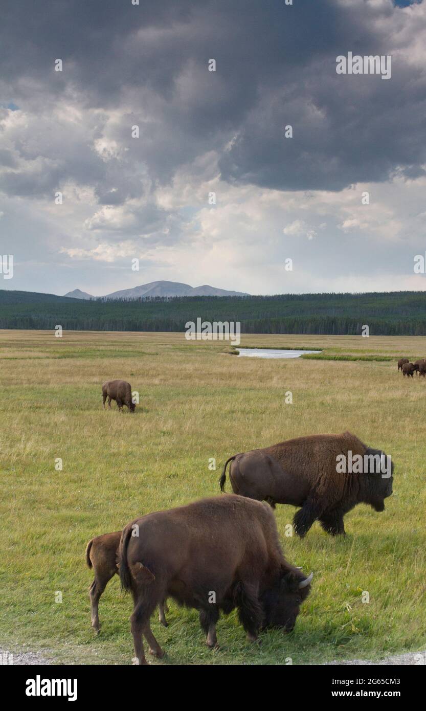 Bison feed on grass under a stormy sky Stock Photo - Alamy