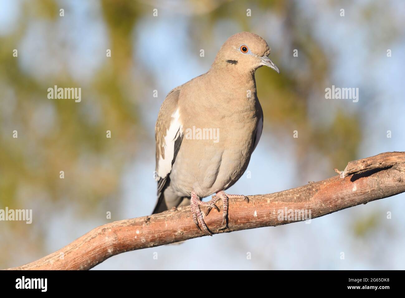 White-winged Dove, Bosque del Apache National Wildlife Refuge, New ...