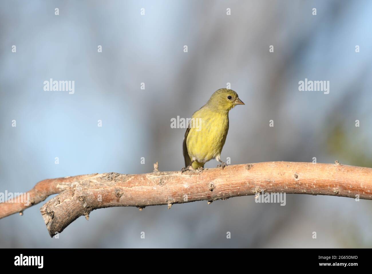 Female Lesser Goldfinch, Bosque del Apache National Wildlife Refuge ...