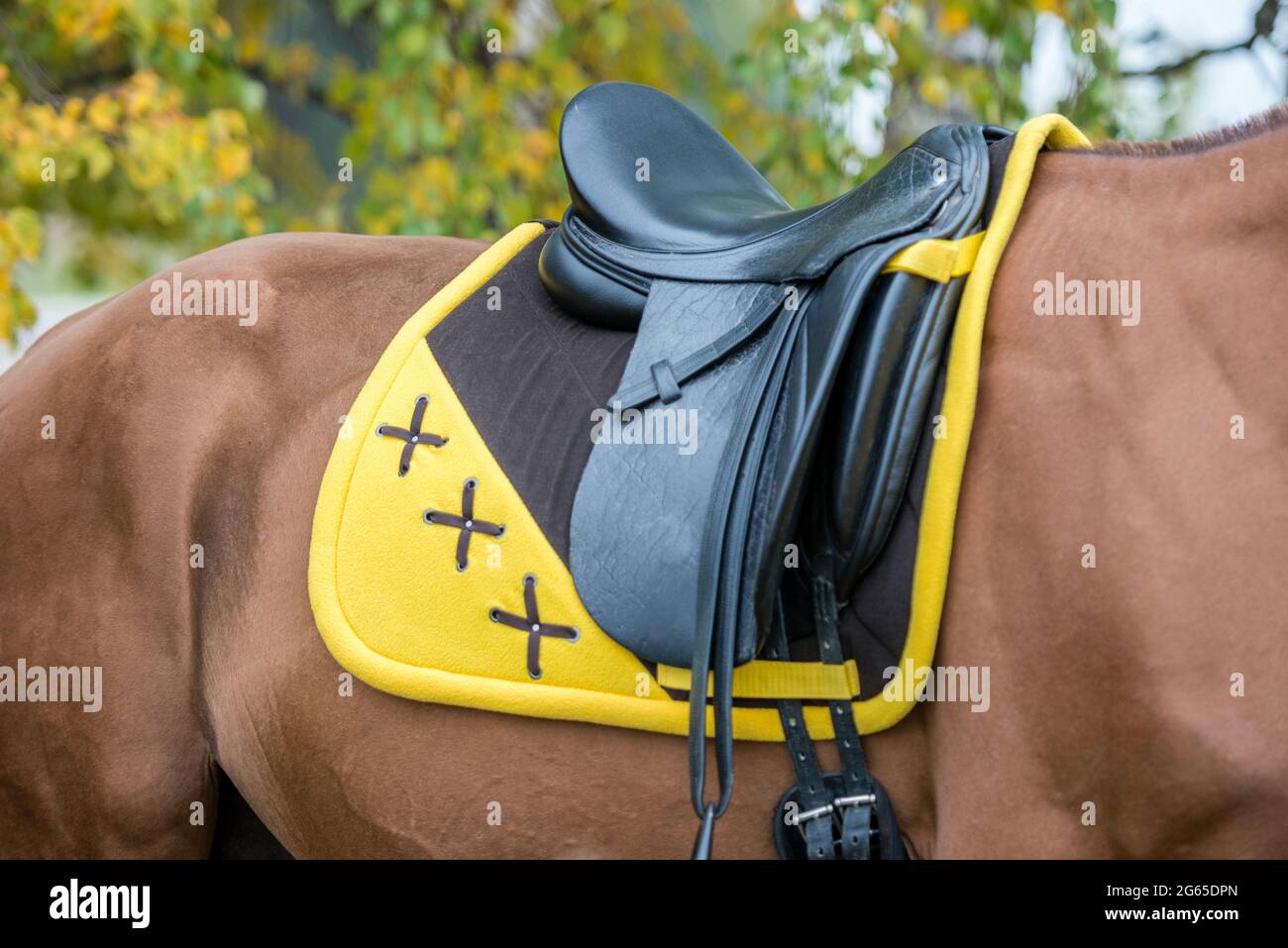 Red saddle cloth hi-res stock photography and images - Alamy