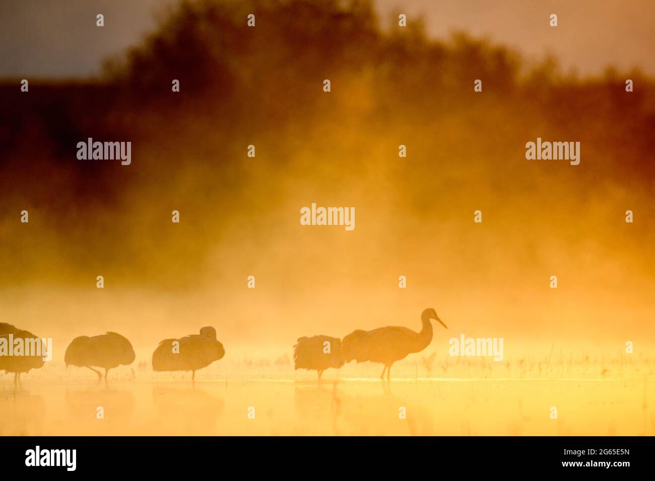 Sandhill Crane, Bosque del Apache National Wildlife Refuge, New Mexico ...