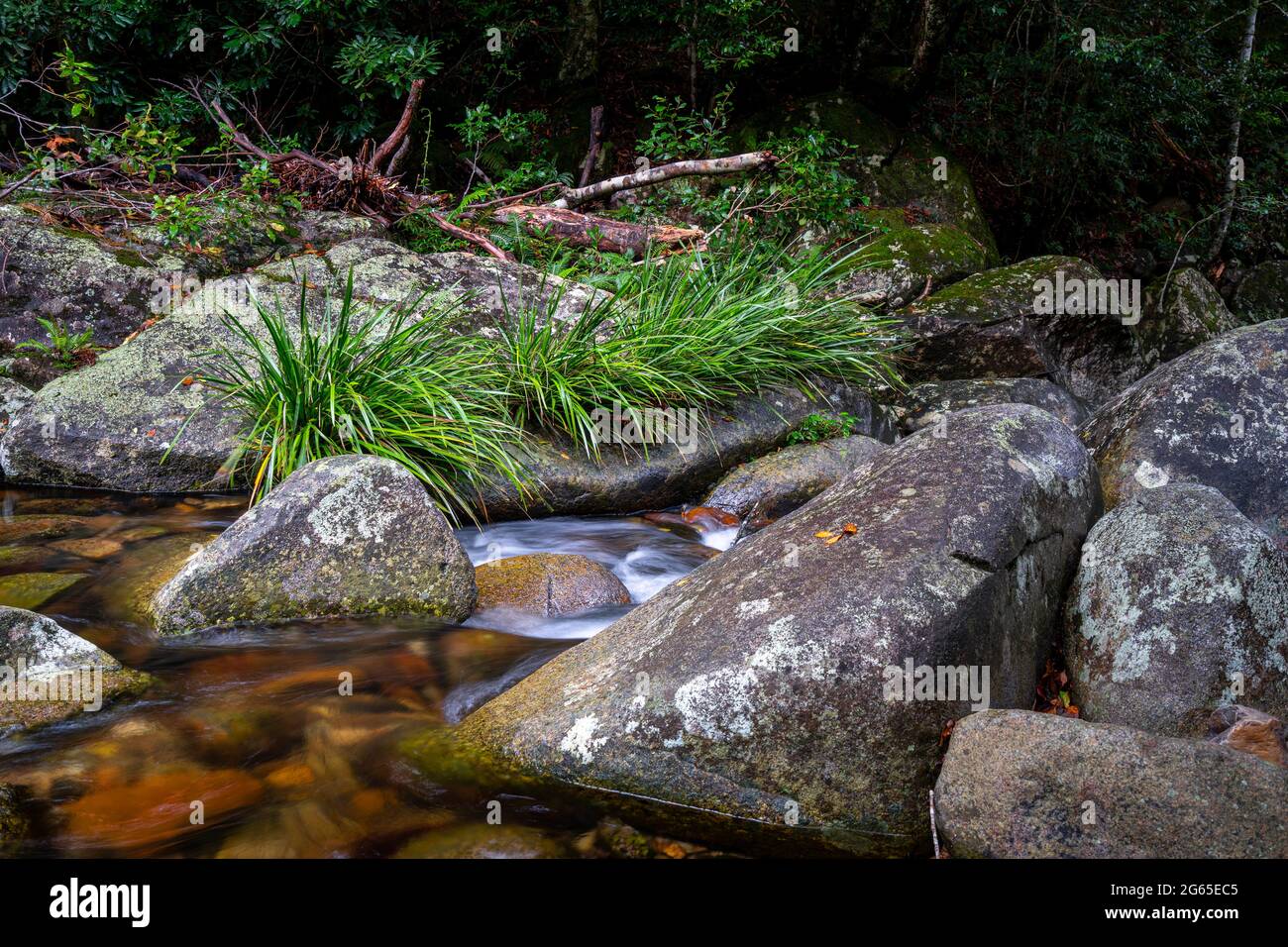 Mountain stream on Coachwood Pool walking track, Washpool National Park ...