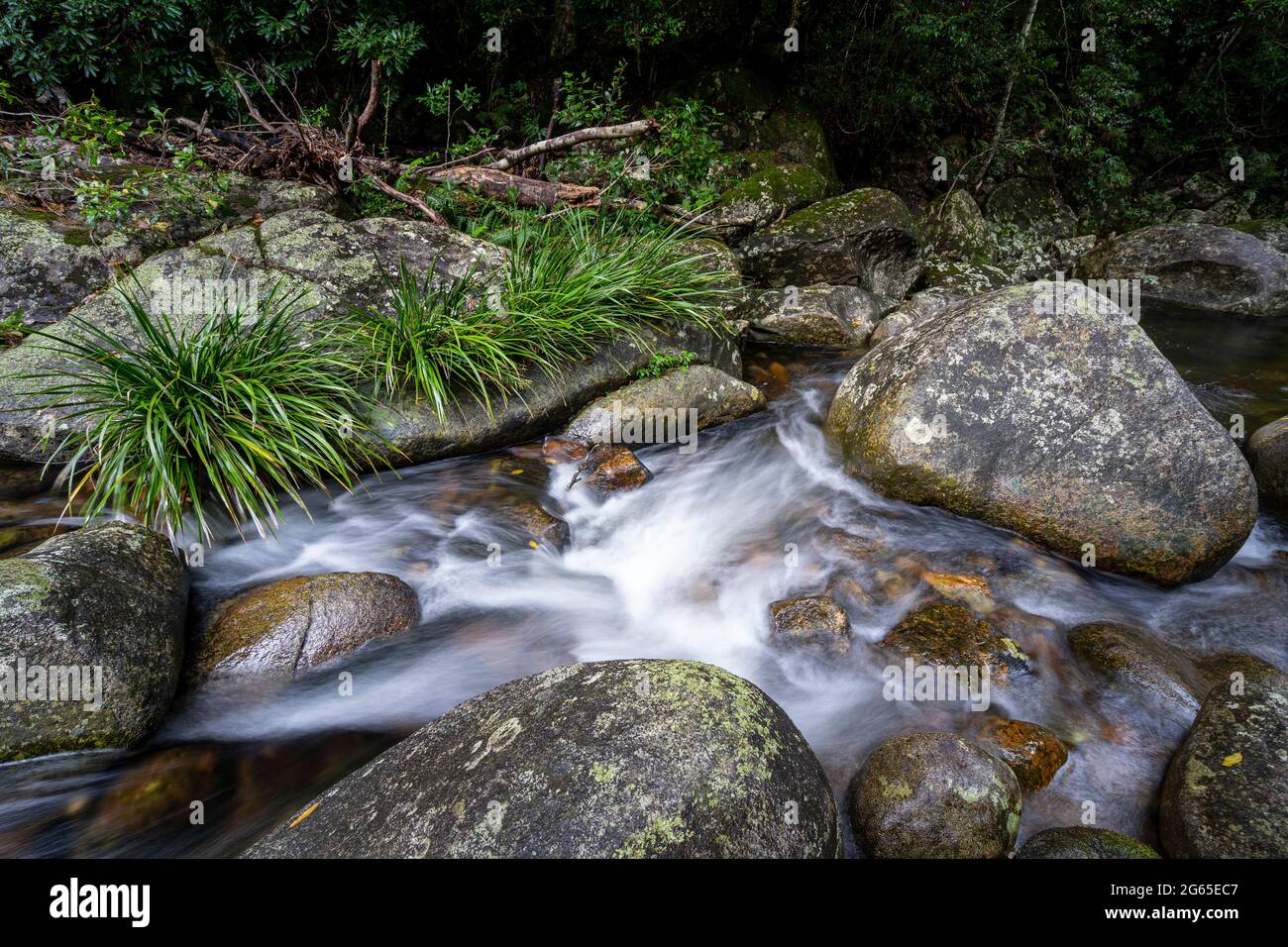 Mountain stream on Coachwood Pool walking track, Washpool National Park ...