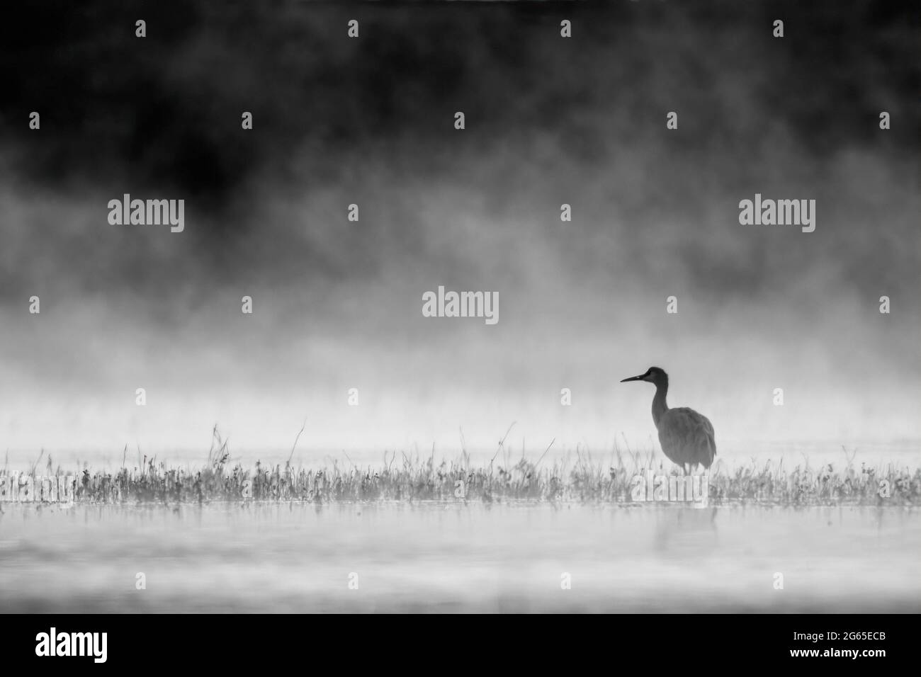 Sandhill Crane, Bosque del Apache National Wildlife Refuge, New Mexico ...