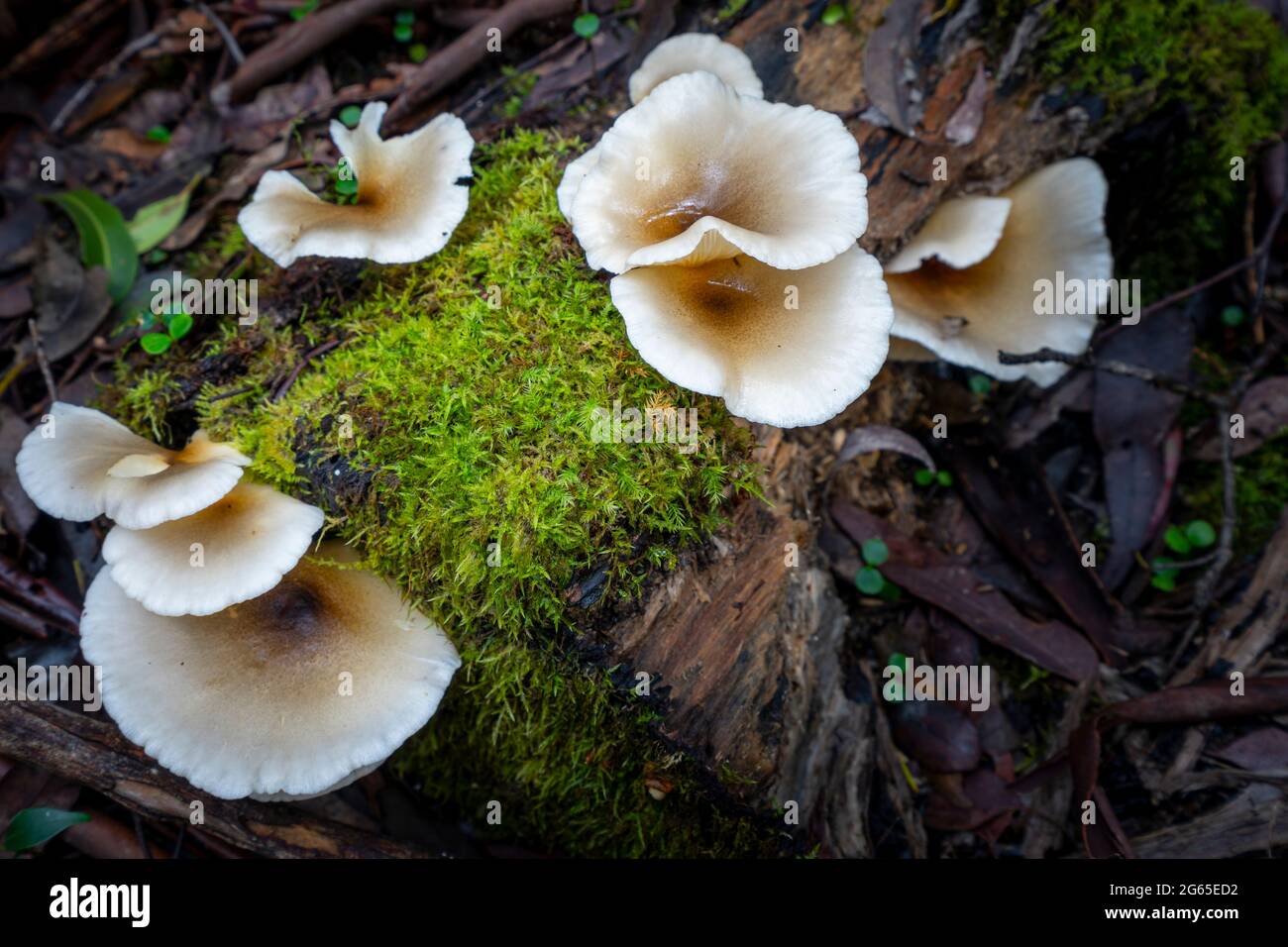 Omphalatus nidiformus hi-res stock photography and images - Alamy