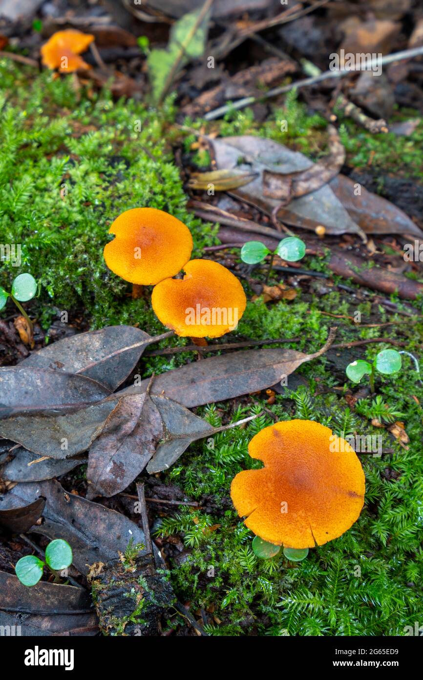 Toadstools area hi-res stock photography and images - Alamy
