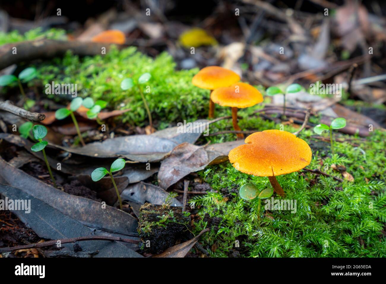 Toadstools area hi-res stock photography and images - Alamy