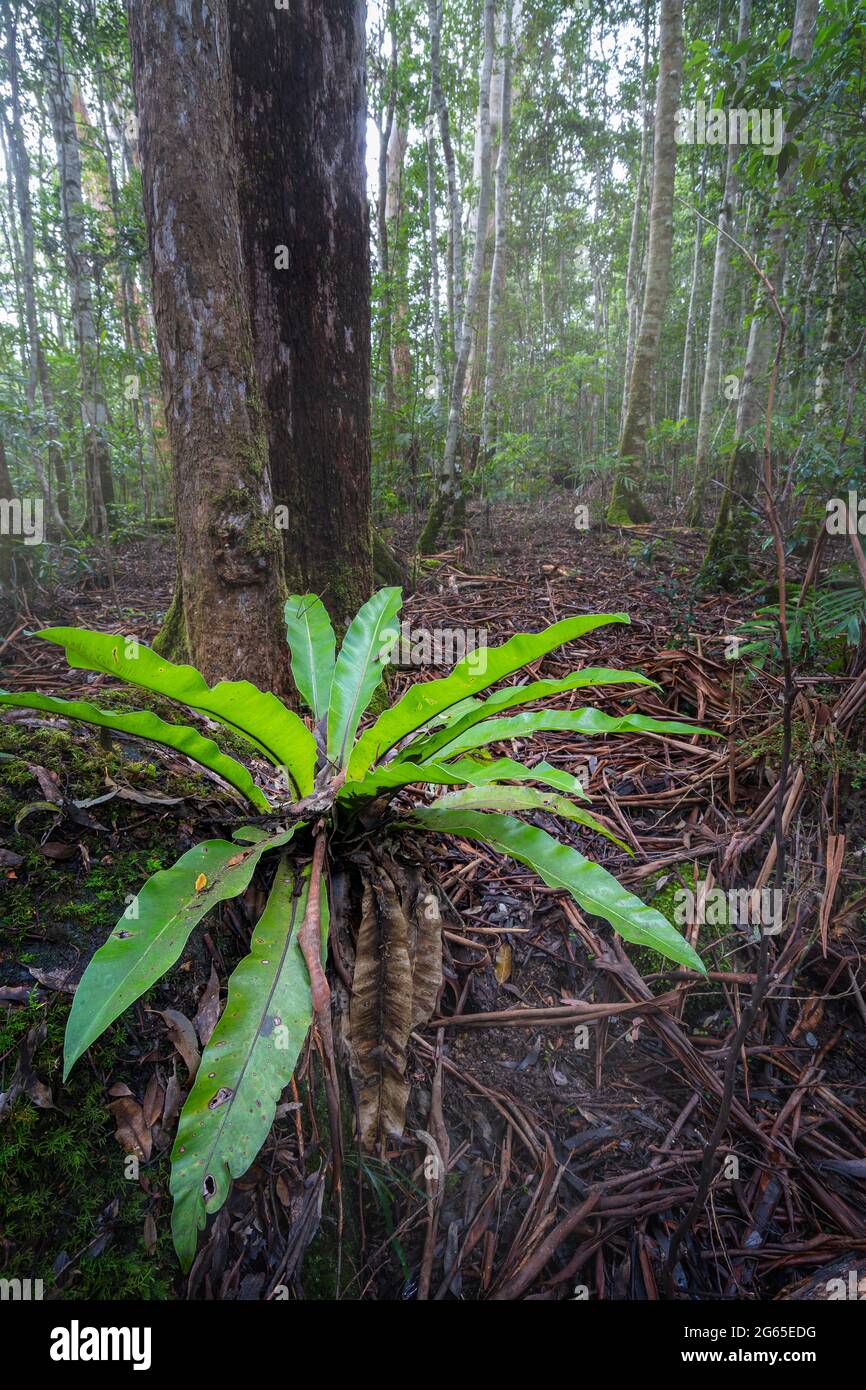 Epiphytic birds nest fern growing in rainforest, Washpool National park ...