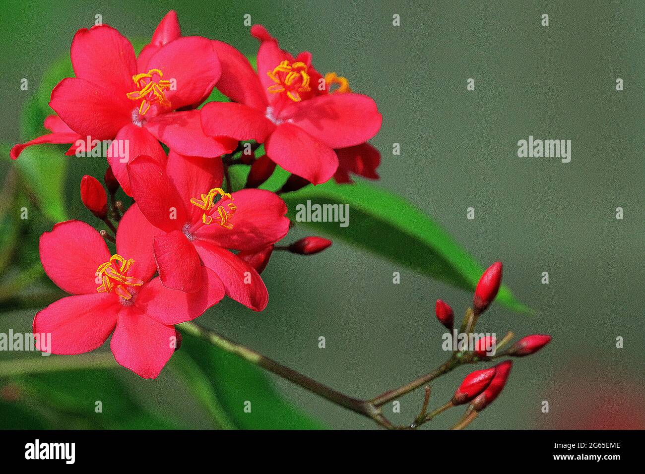 African grass blue hi-res stock photography and images - Alamy