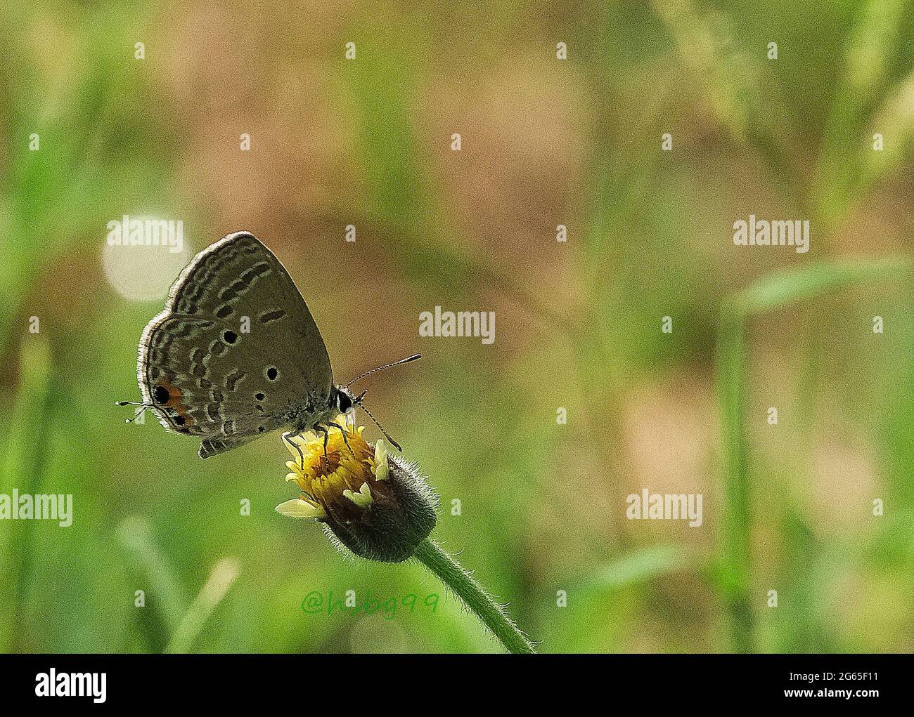 african grass blue 2 Stock Photo - Alamy